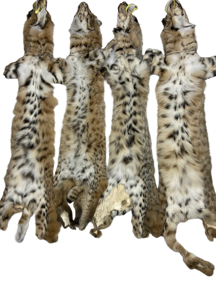 Bobcat - Western Hvy I-II Very Slight – The Canadian Coyote Company Ltd.