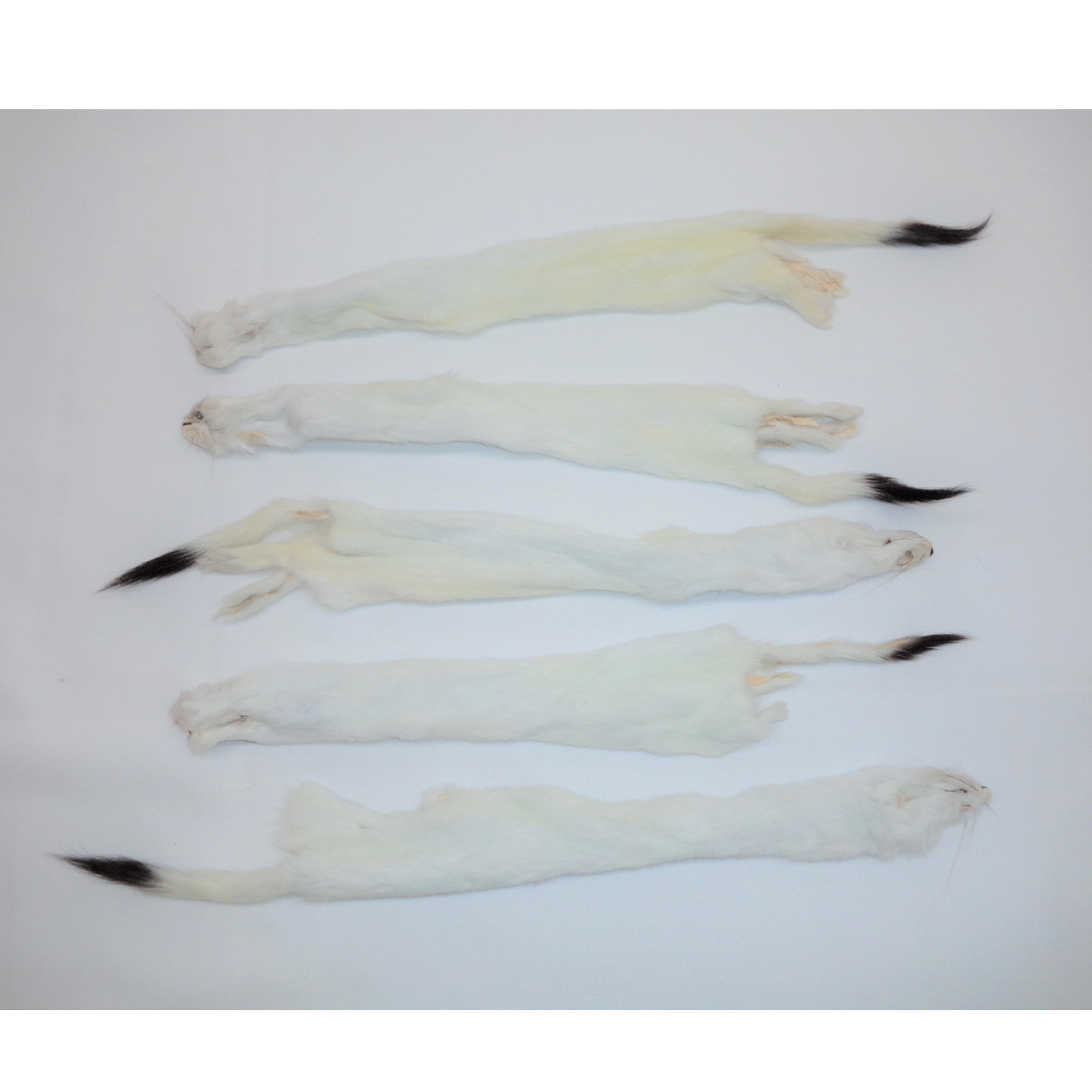 Ermine – The Canadian Coyote Company Ltd.