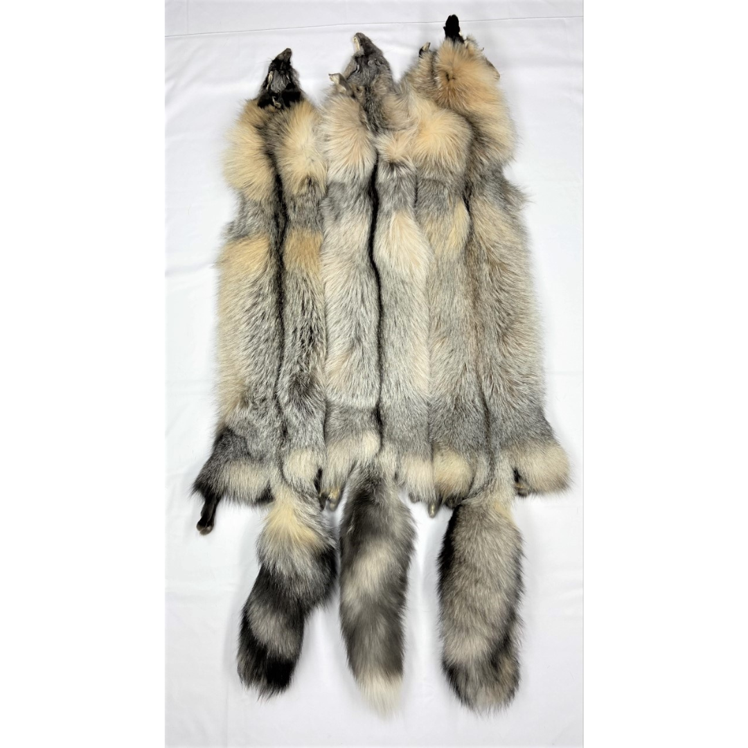 Fox - Mutation - Fire and Ice - Select Grade – The Canadian Coyote ...