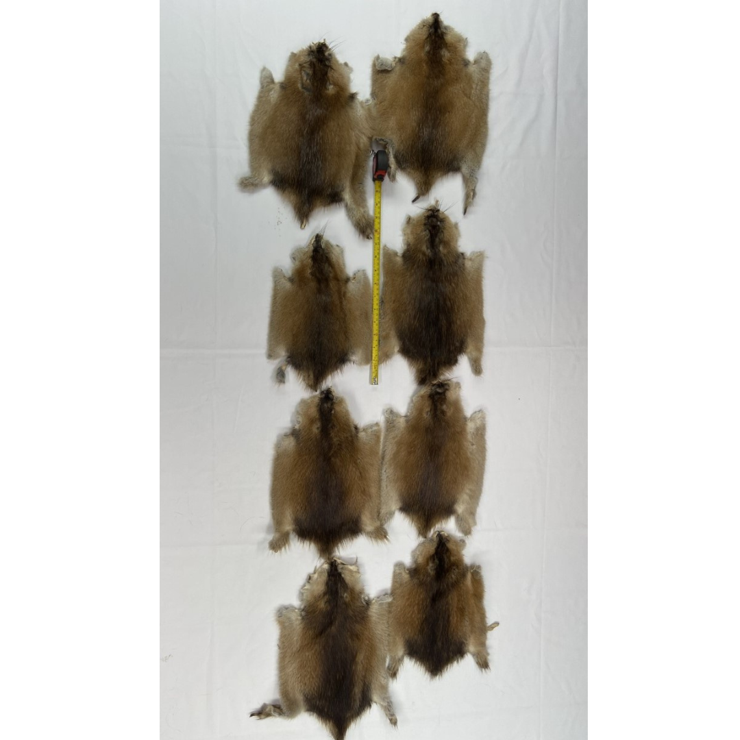 Muskrat - Opened Skins – The Canadian Coyote Company Ltd.