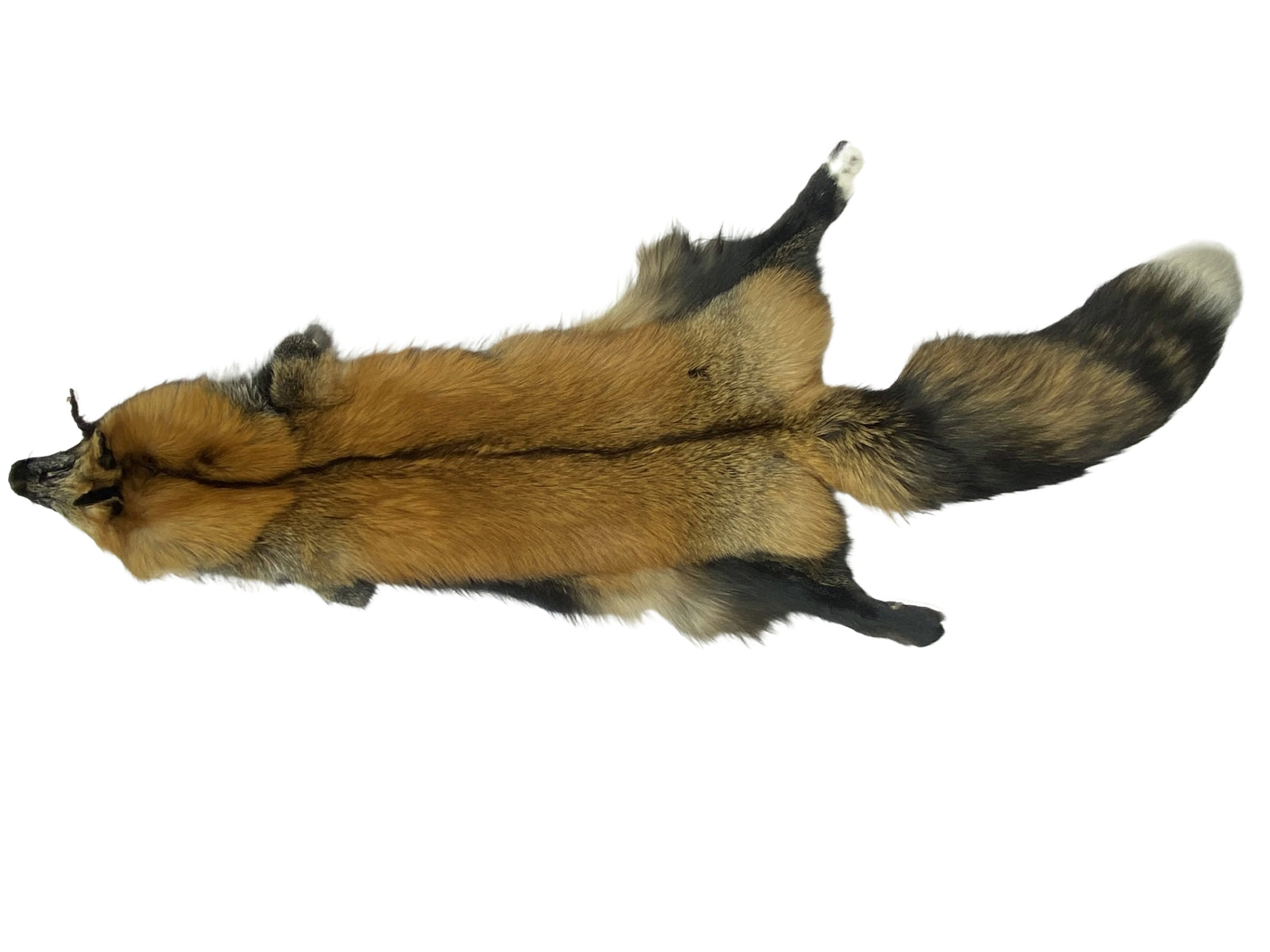 4X - 3X Ranch Cross Fox - Red Phase – The Canadian Coyote Company Ltd.