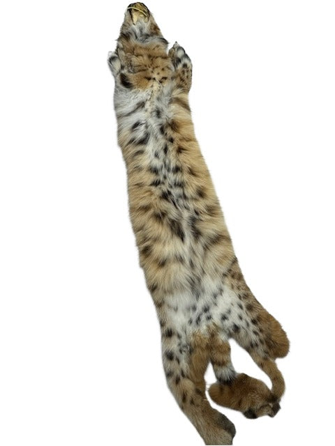 Bobcat XL Western Heavy XL - Skin #B – The Canadian Coyote Company Ltd.