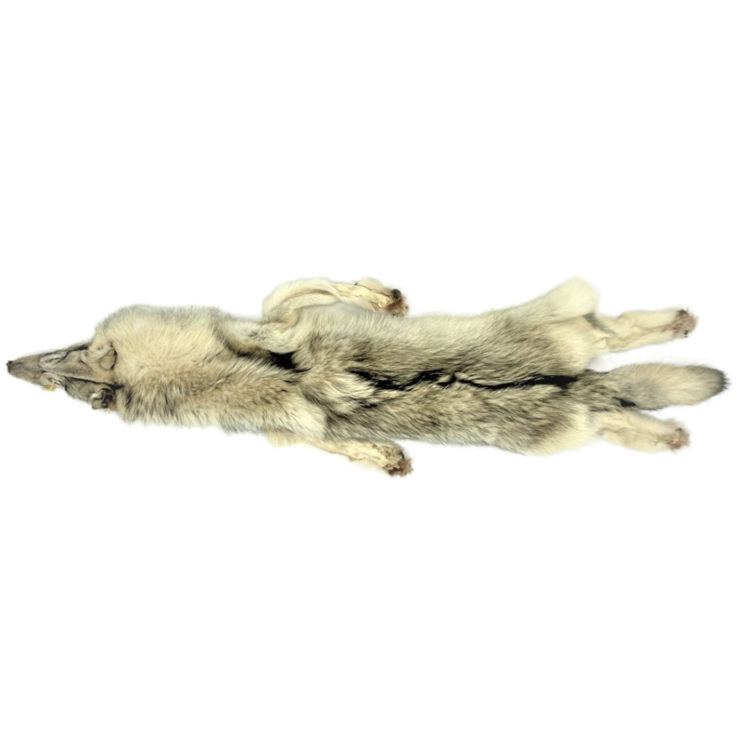 Wolf Pelt - 3XL - 2XL Select Pale - Complete – The Canadian Coyote ...