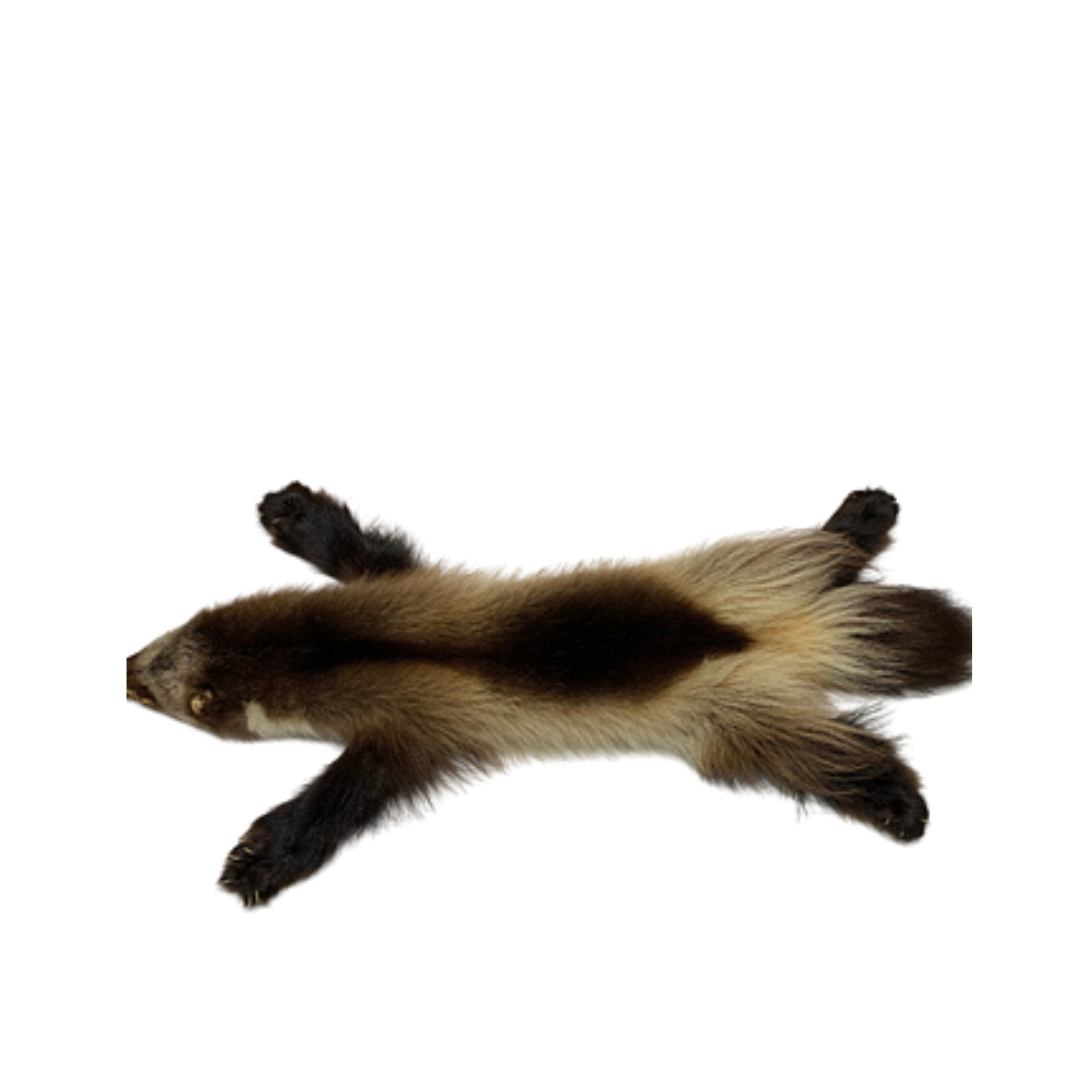 Wolverine – The Canadian Coyote Company Ltd.